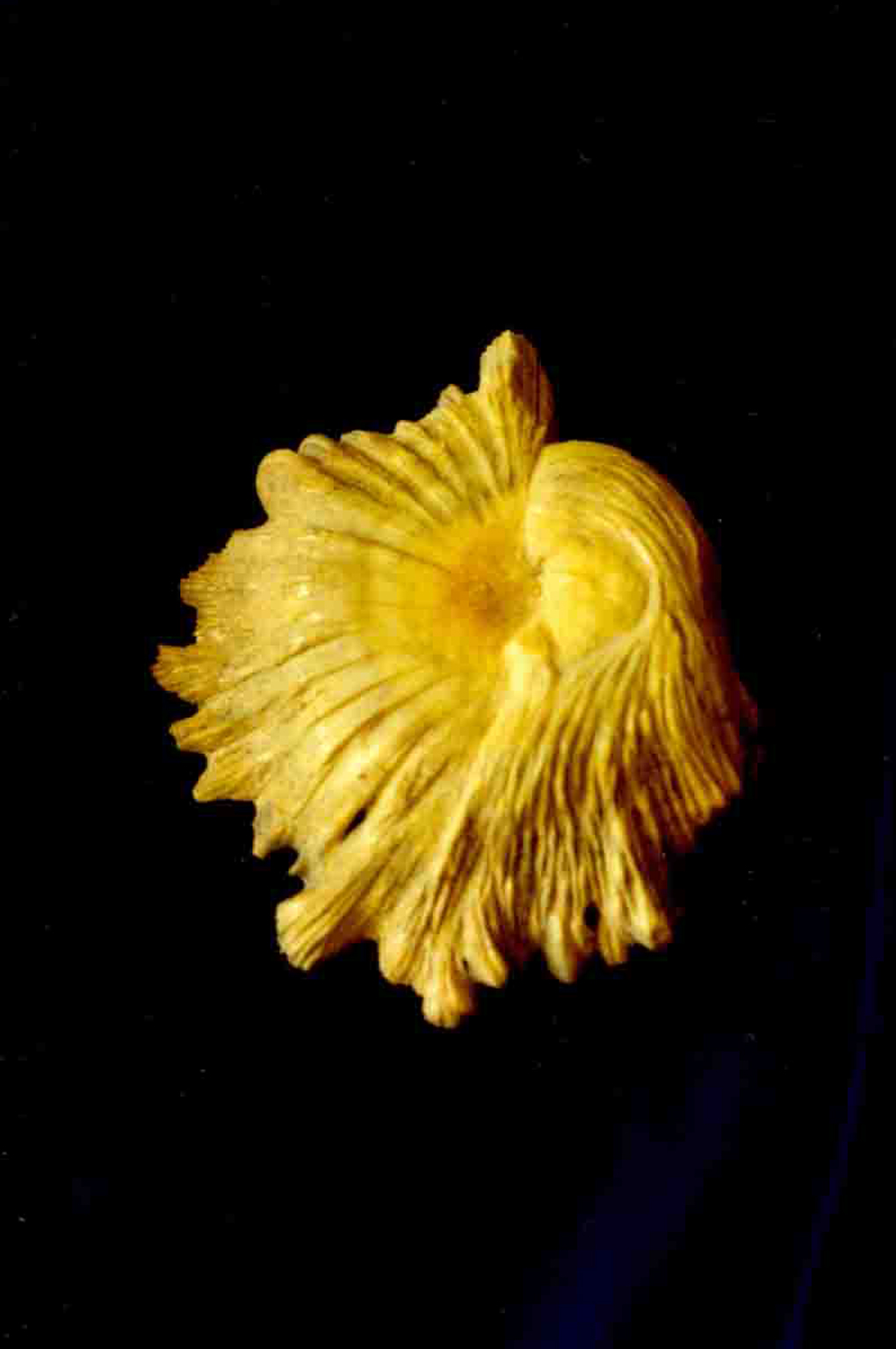 Blue Eagle Creations – A showcasing of art by Michael Timmins